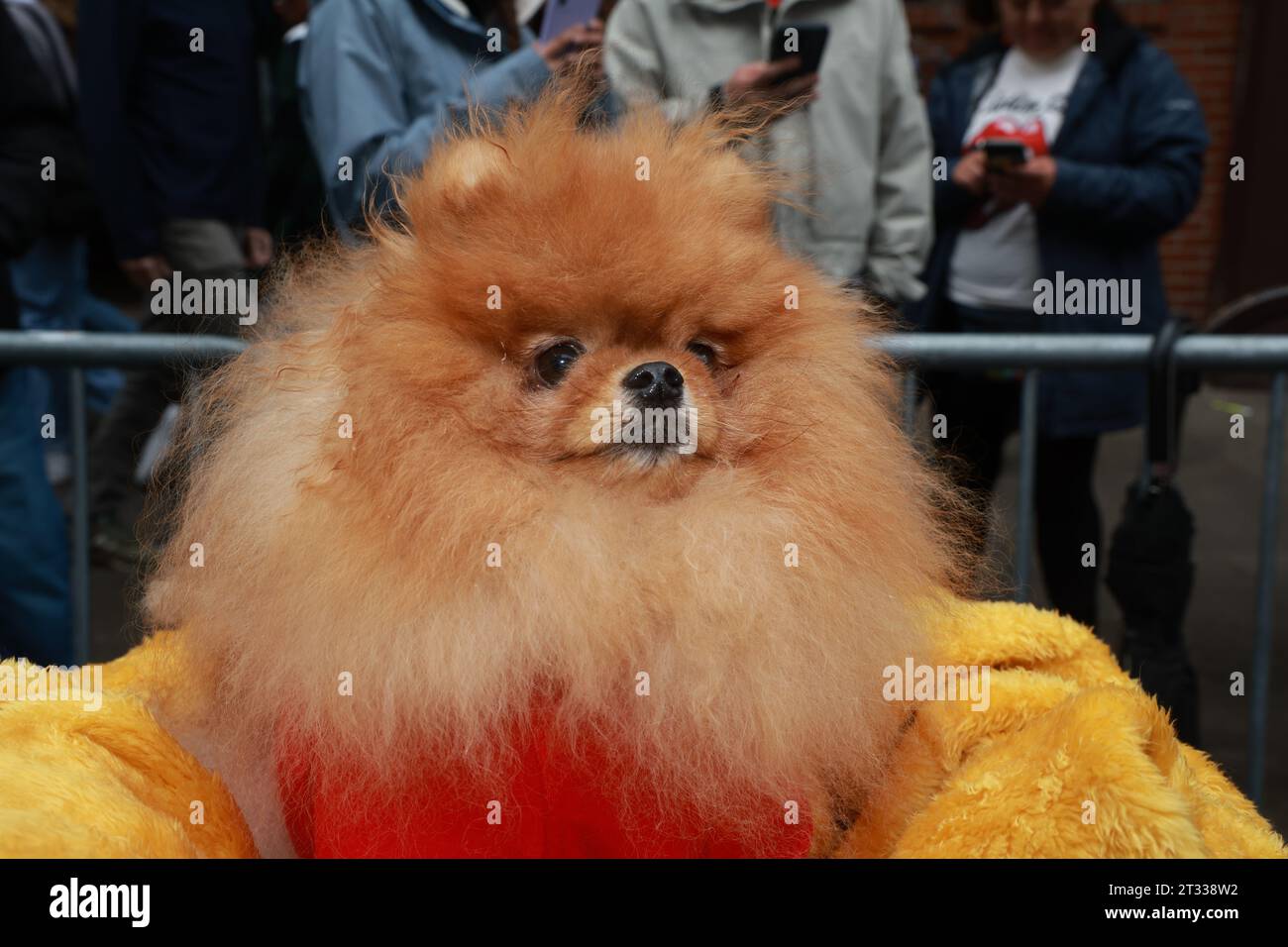 Puka is a Pomeranian and is dressed as Winnie the Pooh for the 33rd ...