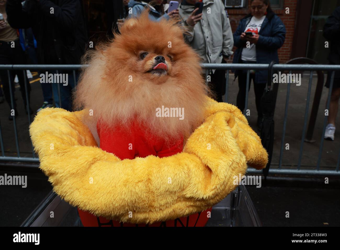 Puka is a Pomeranian and is dressed as Winnie the Pooh for the 33rd ...