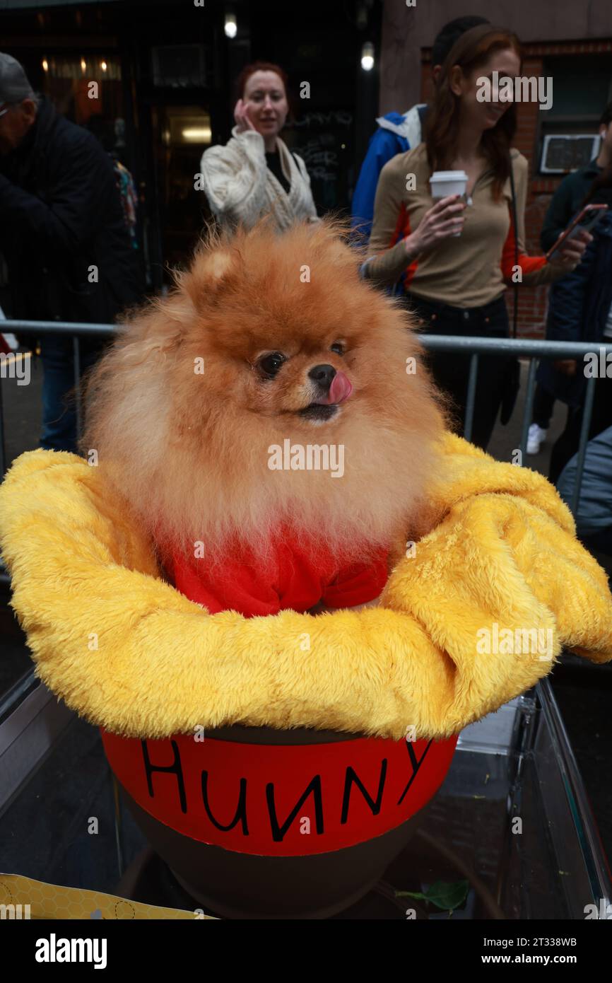 Puka is a Pomeranian and is dressed as Winnie the Pooh for the 33rd ...