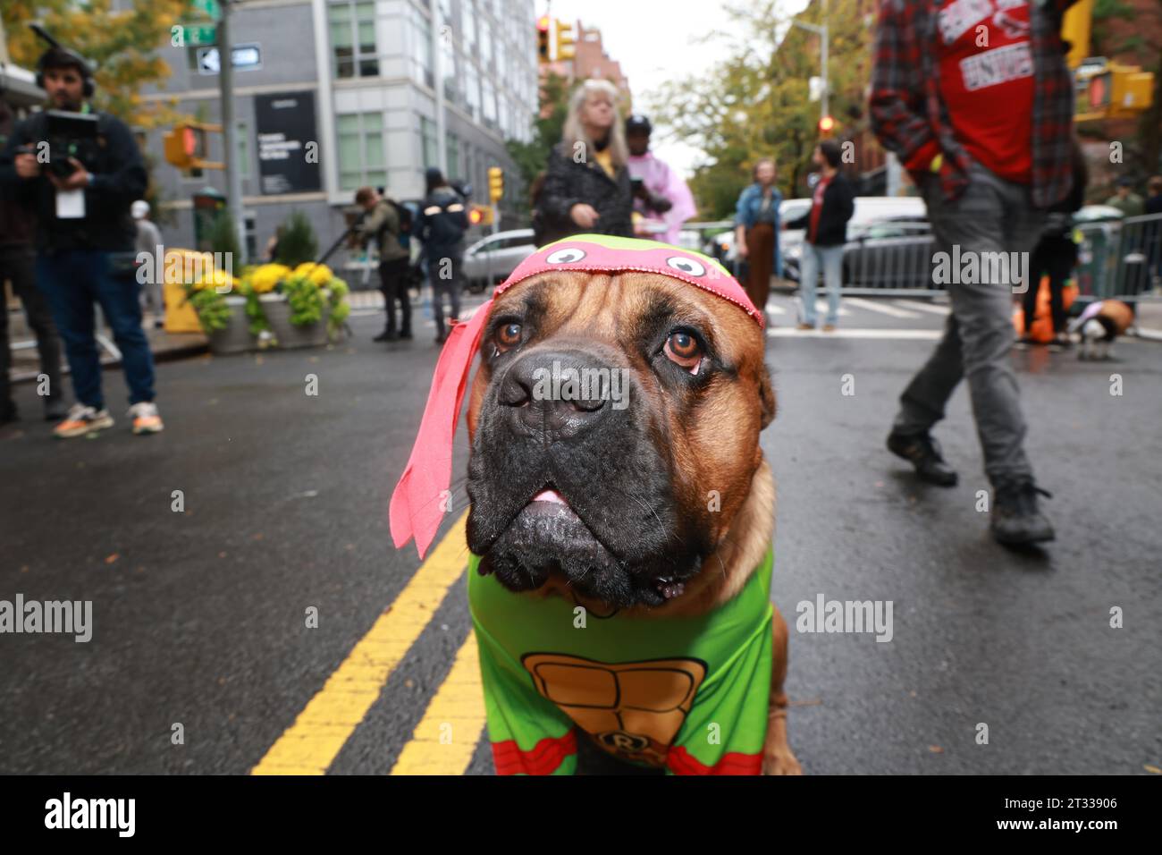 This is Pac Williams who dressed as a Teenage Mutant Turtle for the ...