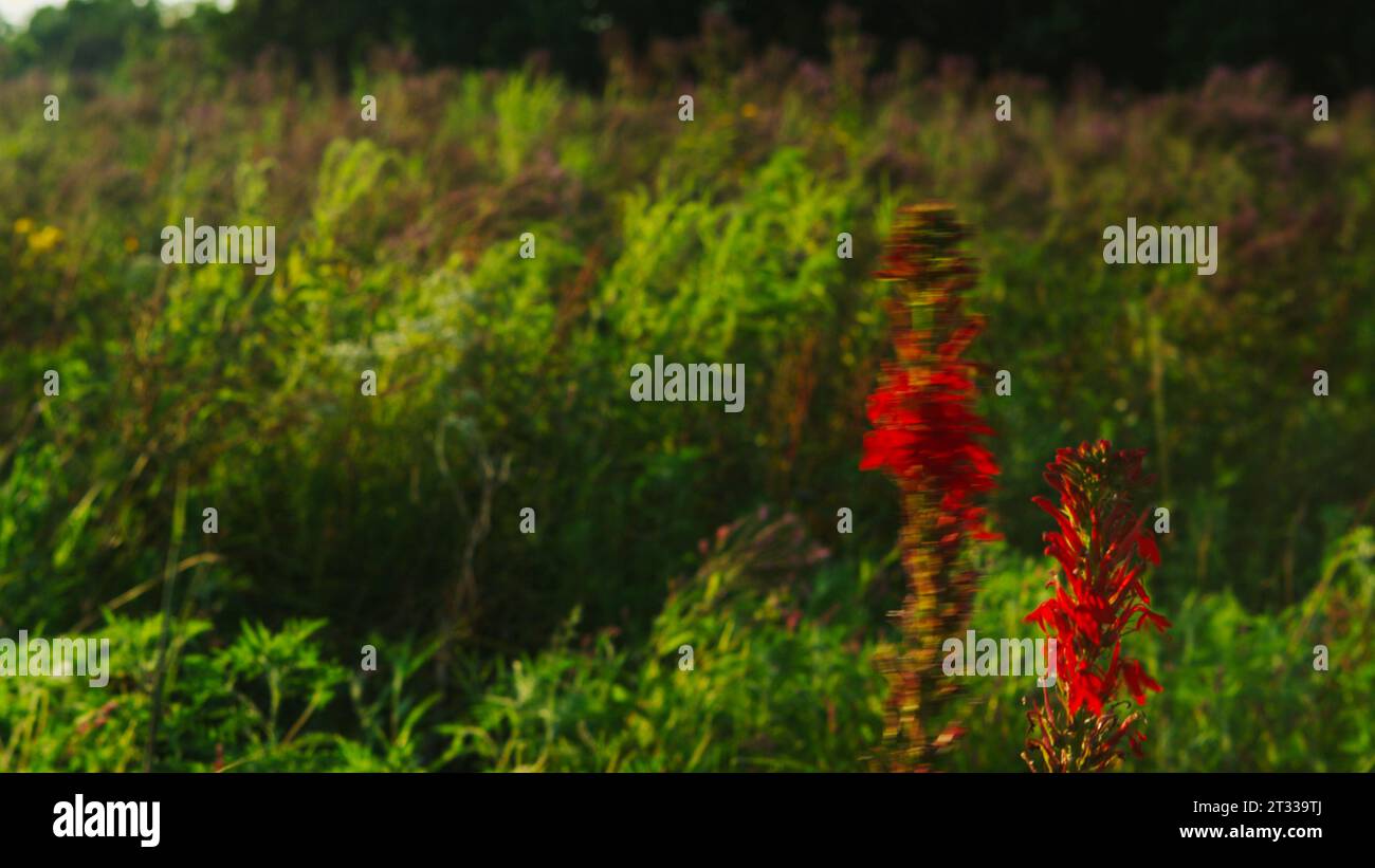 Blue vervain hi-res stock photography and images - Alamy