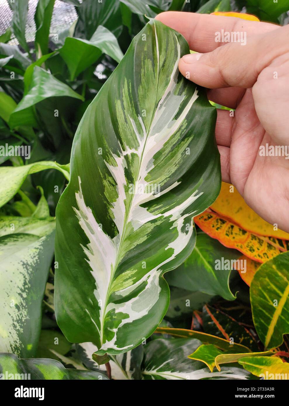 Calathea white fusion hi-res stock photography and images - Alamy