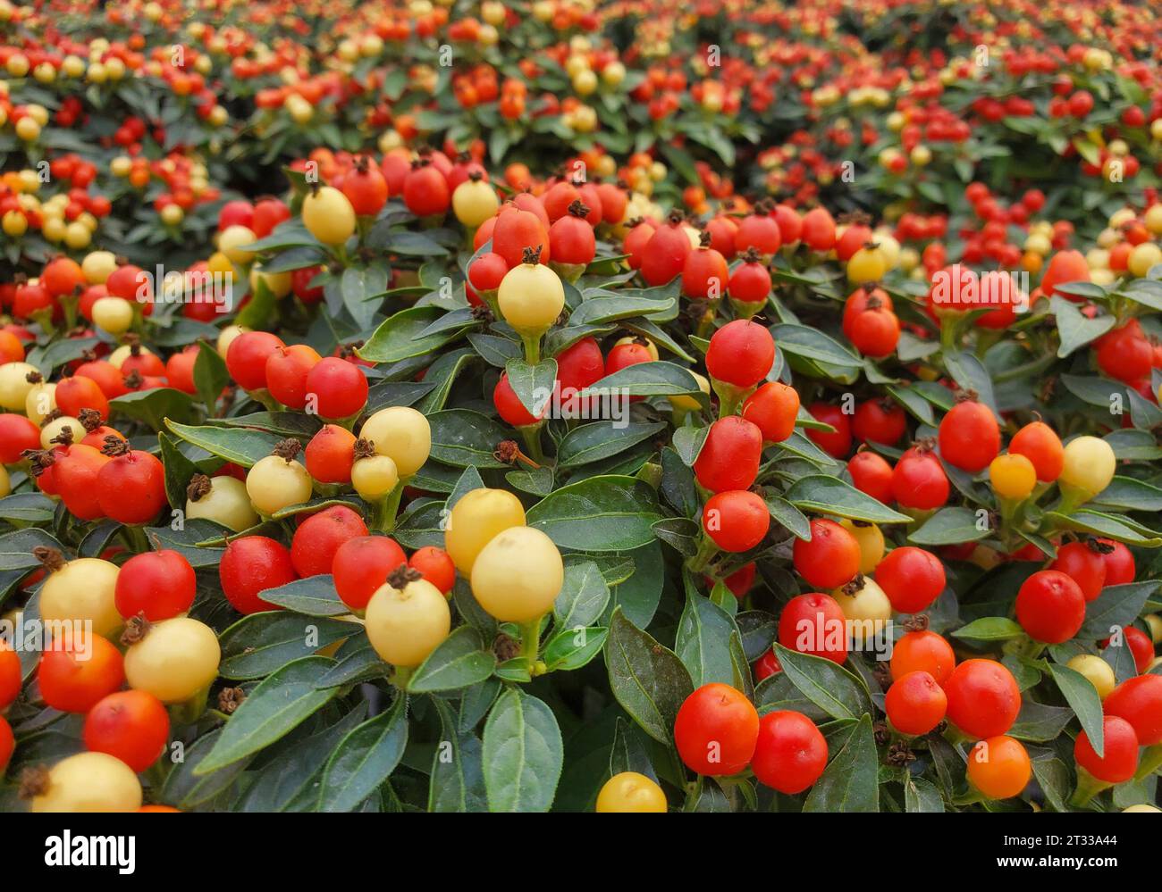 The mixed colors of red, orange and yellow of the ornamental pepper ...