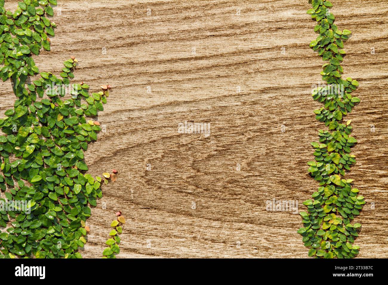 Climbing Ficus pumila on teak wood Stock Photo - Alamy