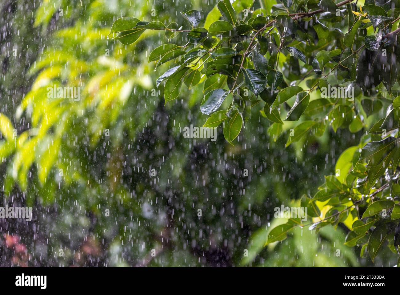Rain drops falling hi-res stock photography and images - Alamy