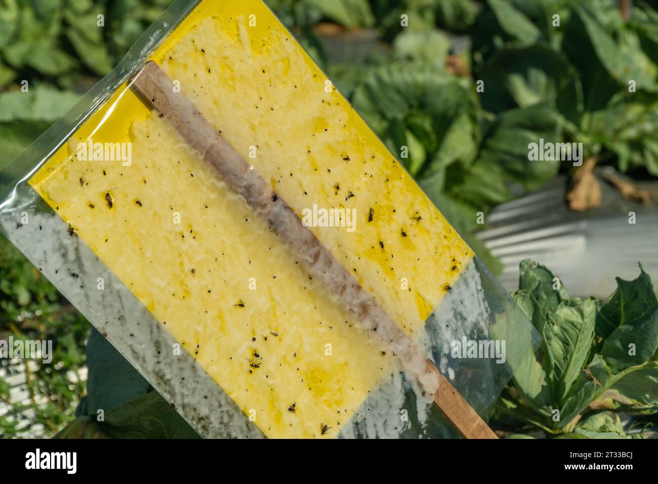 Farmer use yellow sticky card insect trap plant pests in vegetable ...
