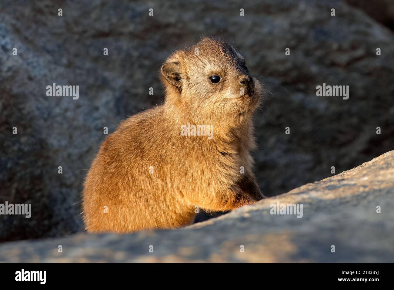 Basking on a rock hi-res stock photography and images - Alamy