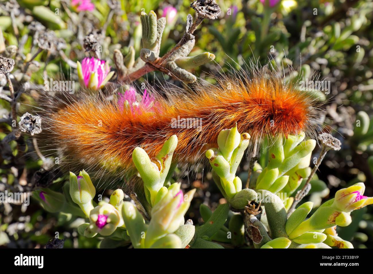 Close-up of a hairy caterpillar sitting on a plant in natural ...