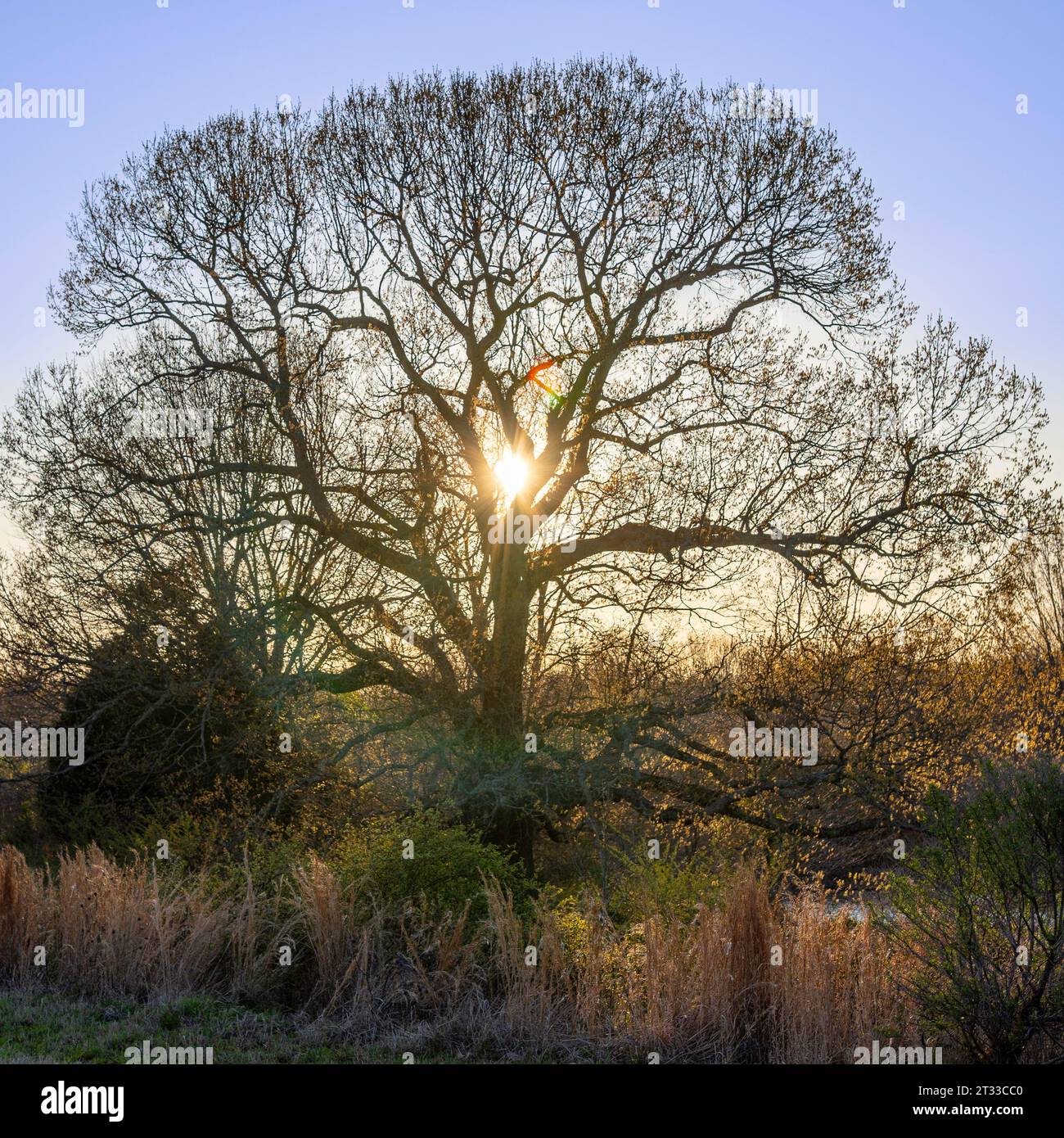 Majestic Tree at Sunset Stock Photo - Alamy