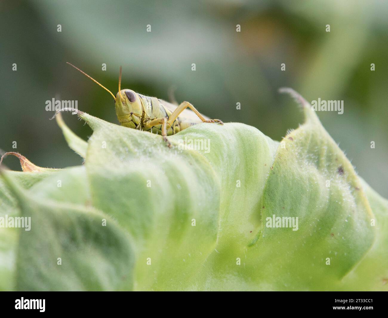 Hello There! A green grasshopper peeks over a sunflower Stock Photo - Alamy