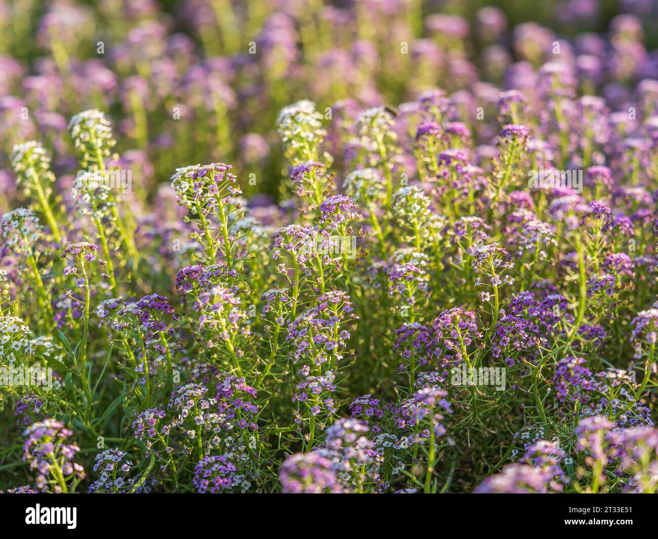 Verbena bonariensis flowers, Argentinian Vervain or Purpletop Vervain ...