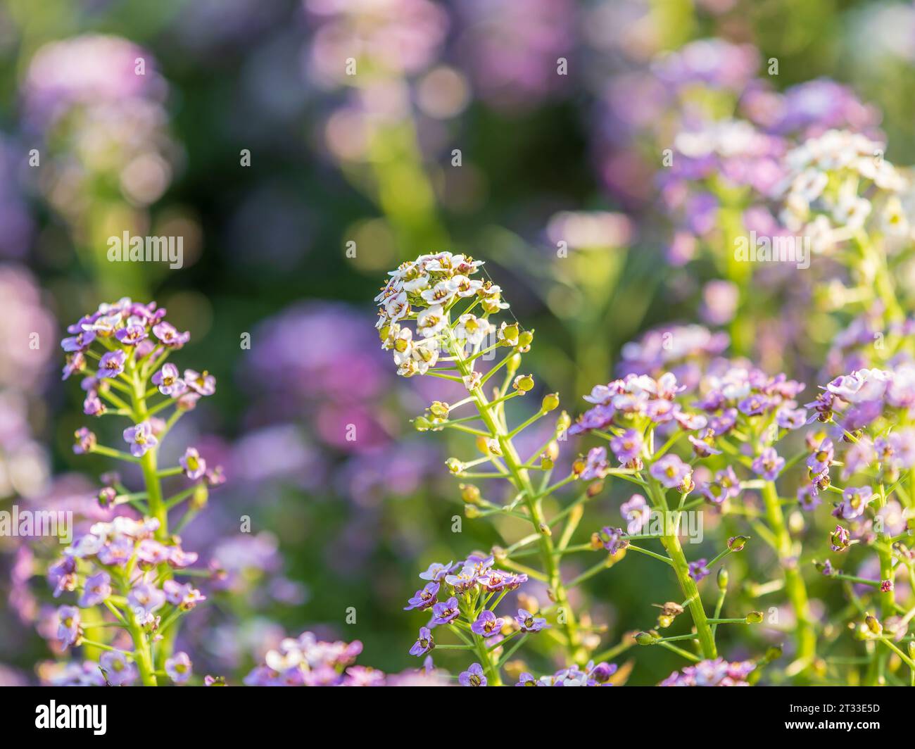 Verbena bonariensis flowers, Argentinian Vervain or Purpletop Vervain ...
