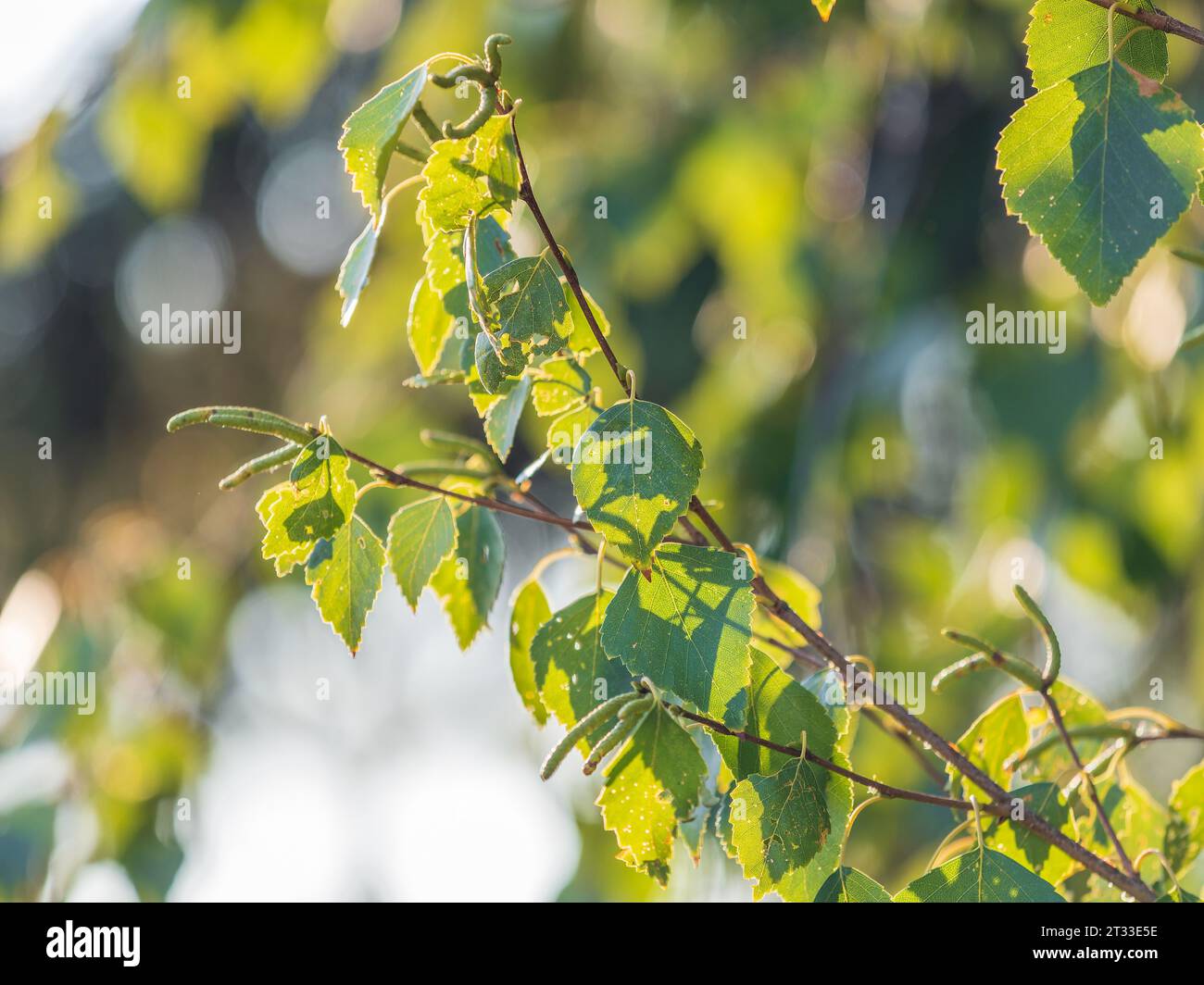 Branch of birch tree, Betula pendula, silver birch, warty birch ...