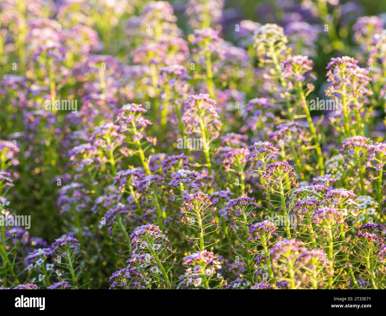 Verbena bonariensis flowers, Argentinian Vervain or Purpletop Vervain ...