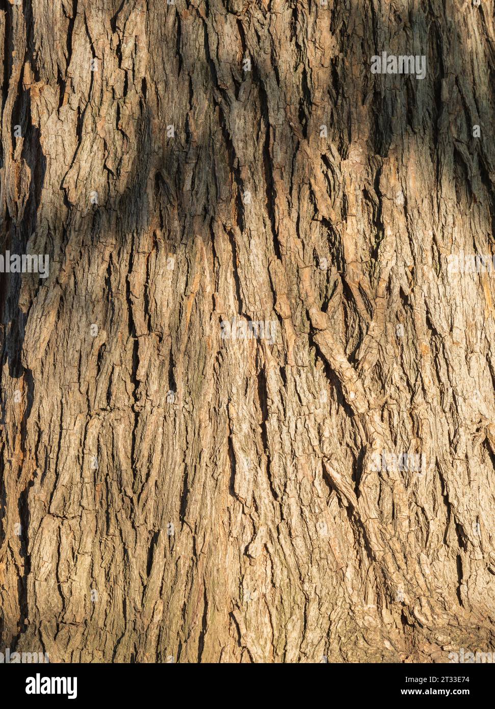 Old tree bark texture willow wood. The texture of the bark of an old willow. Detailed bark ...