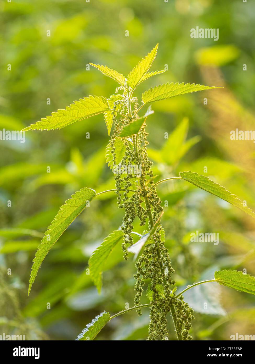 The nettle, Urtica dioica, with green leaves grows in natural thickets ...