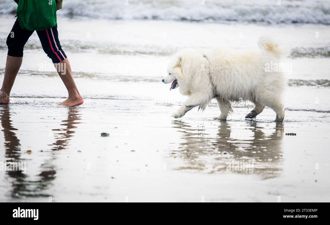 White dog running on sandy hi-res stock photography and images - Alamy