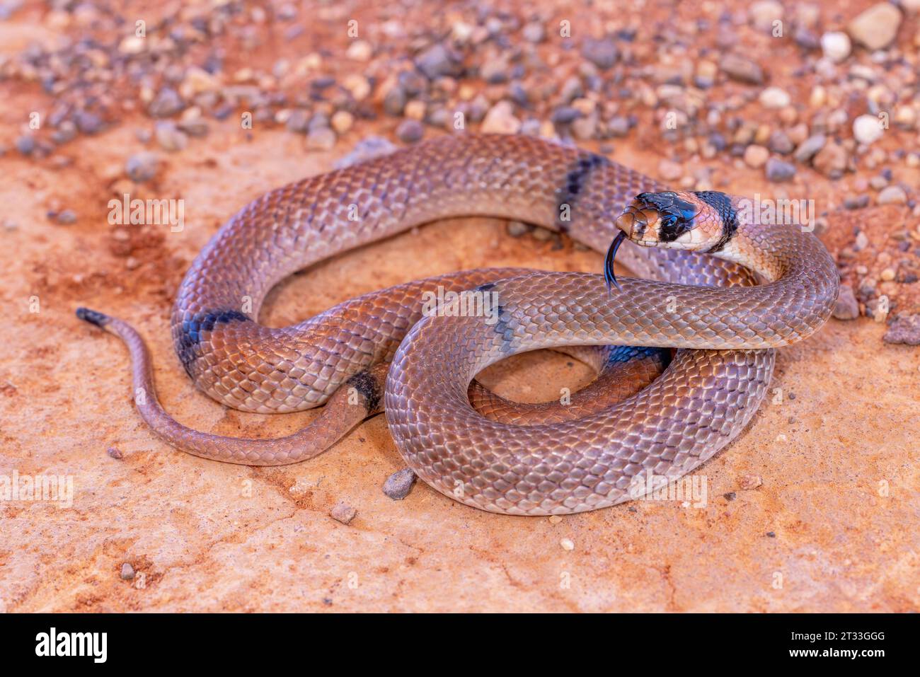 Australian Ringed Brown snake flickering it's tongue Stock Photo - Alamy
