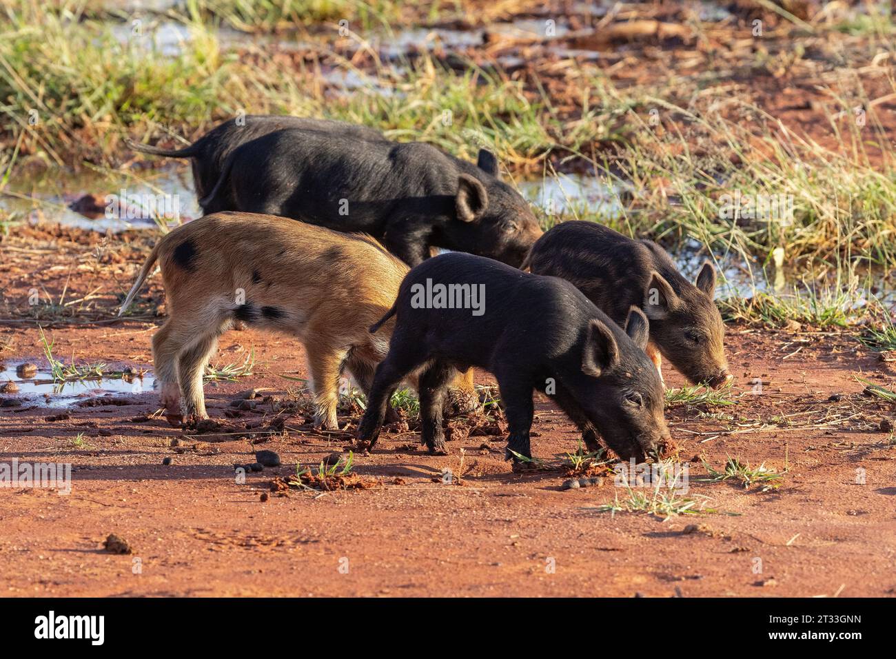 Feral pigs hi-res stock photography and images - Alamy