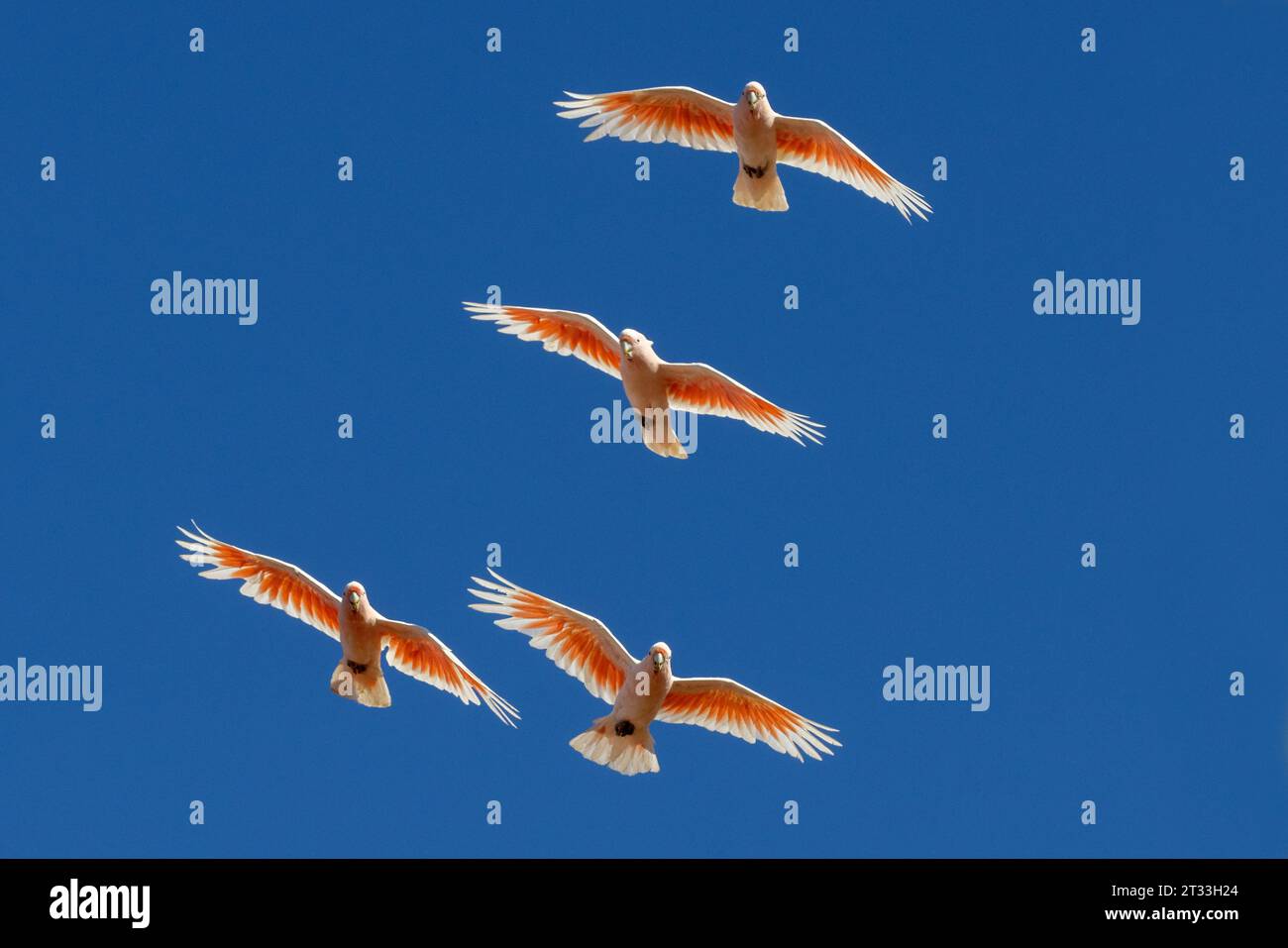 Australian Pink Cockatoo's in flight Stock Photo - Alamy