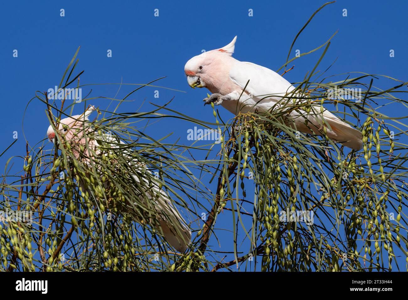 Australian Pink Cockatoo's feeding on Acacia seed pods Stock Photo - Alamy