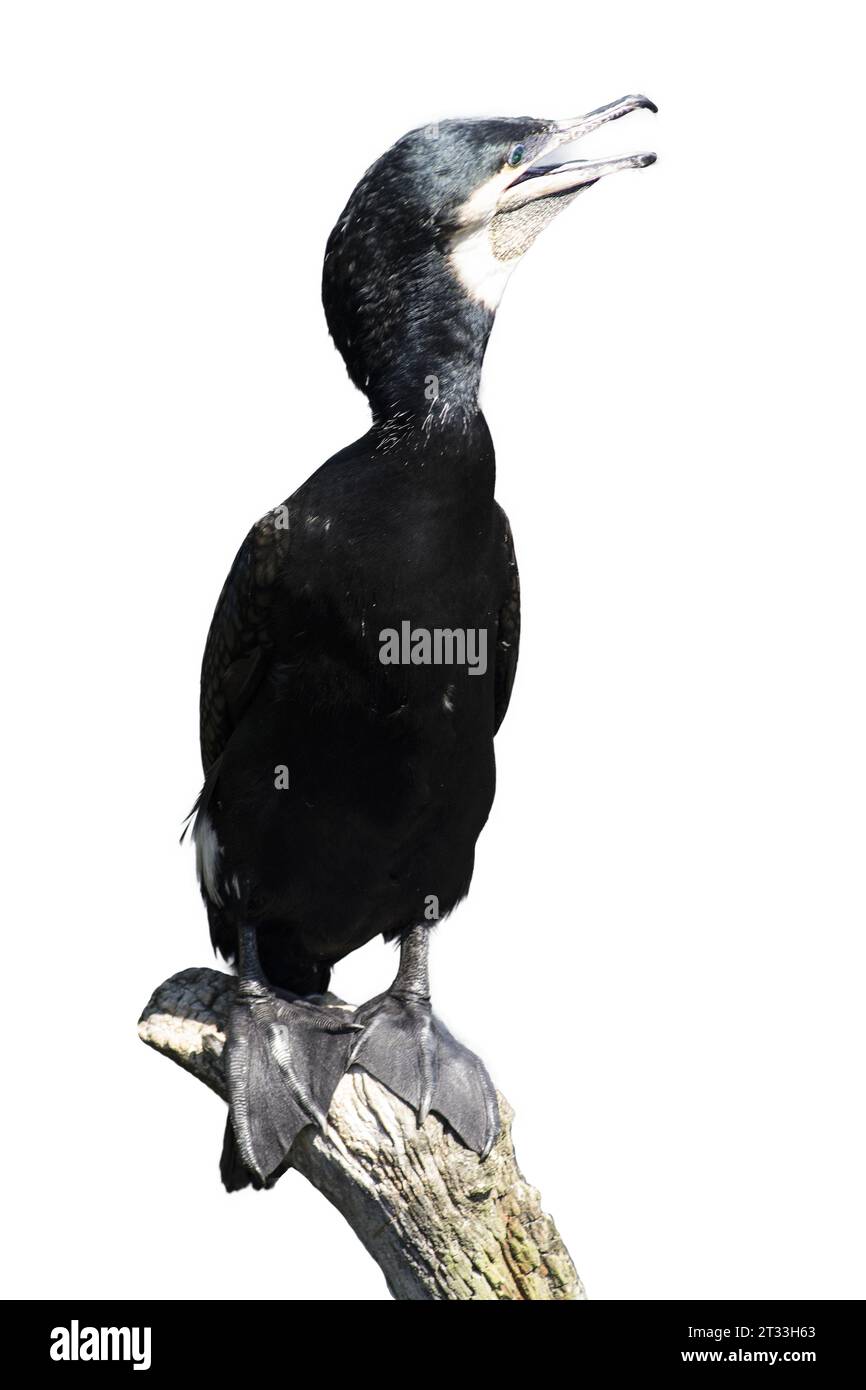 a cormorant on a wooden log with a transparent background Stock Photo ...