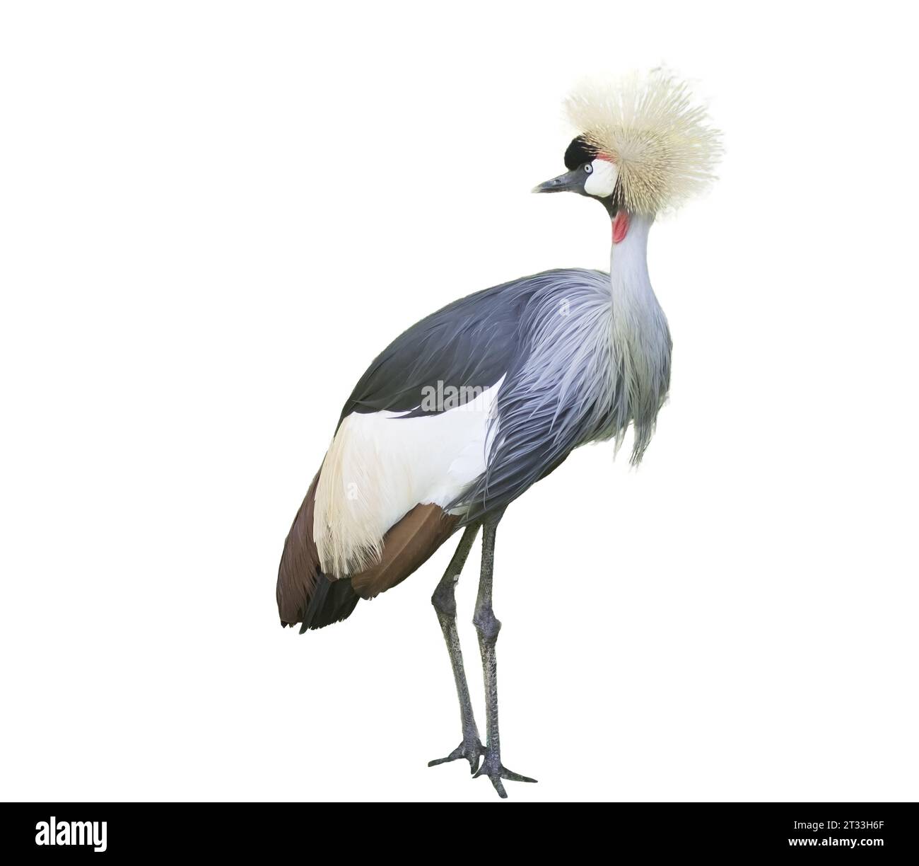 Balearica regulorum with a transparent background Stock Photo - Alamy