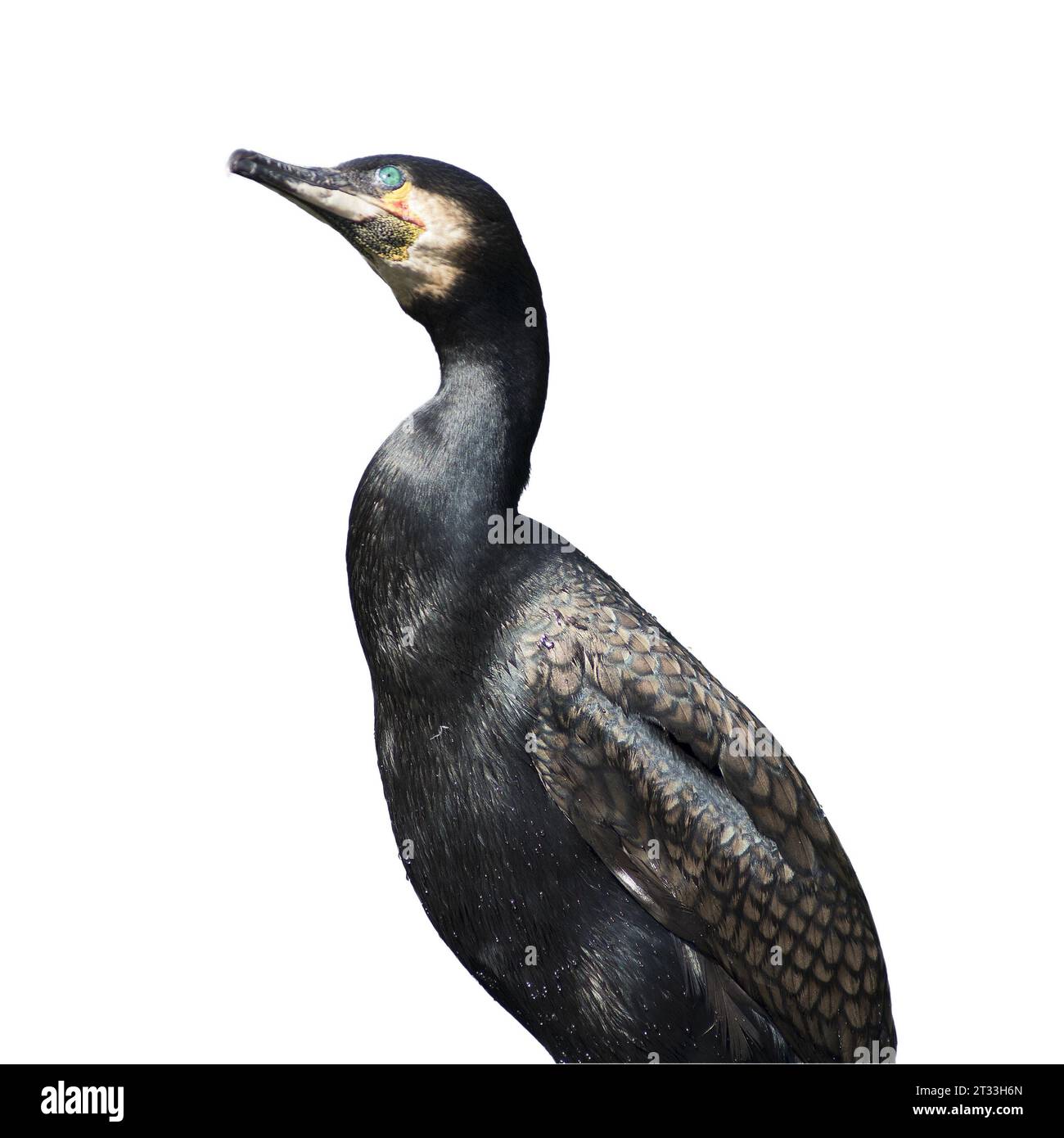 a cormorant on a wooden log with a transparent background Stock Photo ...