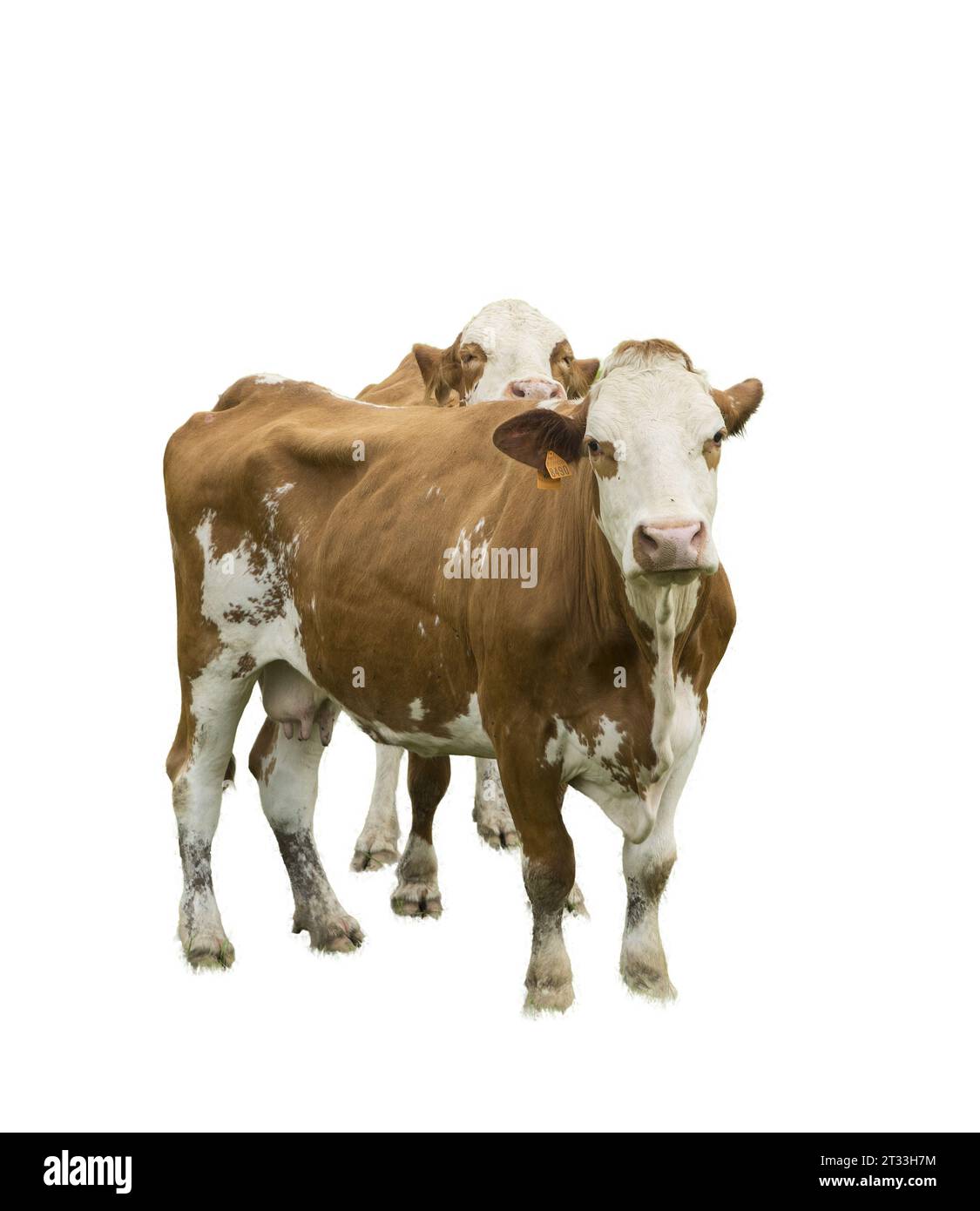 Cow domestic animal farm Cut Out Stock Images & Pictures - Alamy