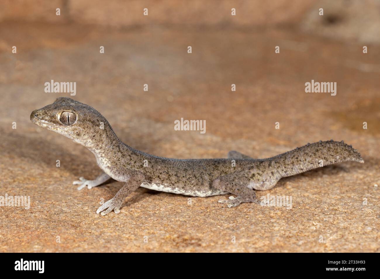 Tessellated gecko hi-res stock photography and images - Alamy