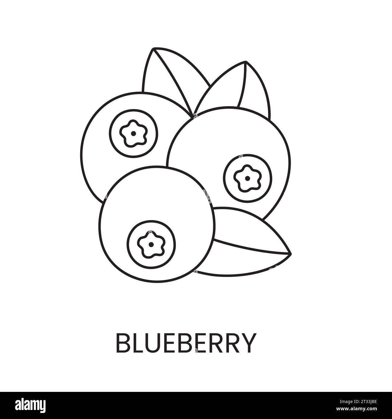 Blueberry line icon in vector, berry illustration Stock Vector Image ...