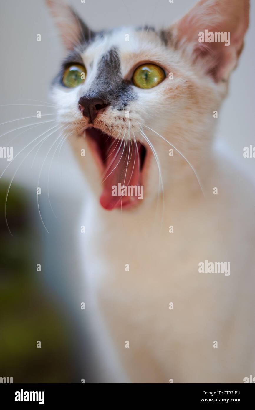 Cute kitten yawning hi-res stock photography and images - Alamy