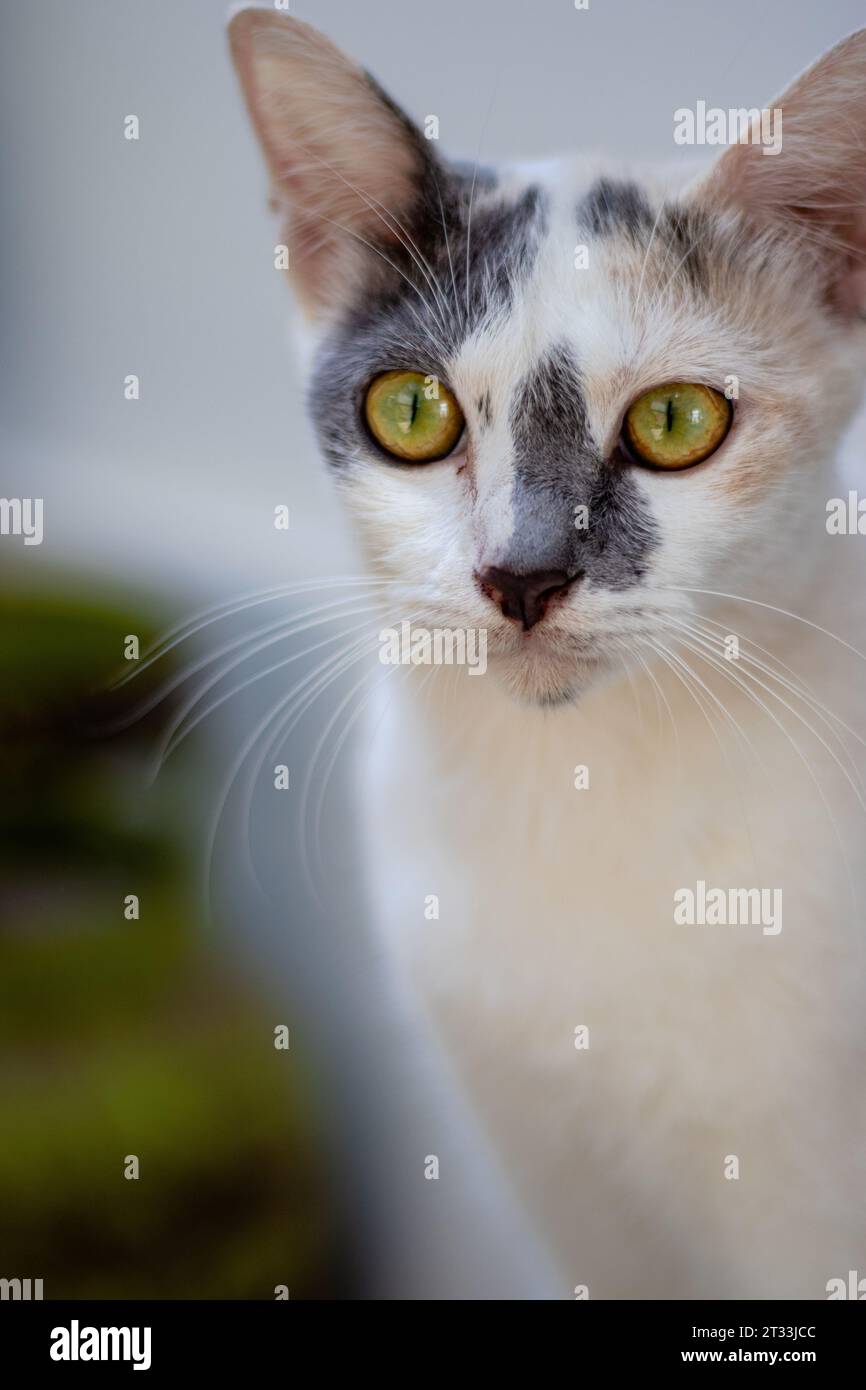 Serious animal hi-res stock photography and images - Alamy