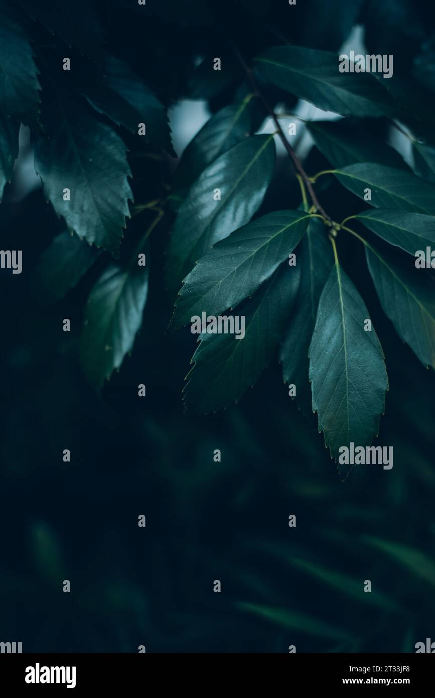 Close up dee green tropical leaves in dark forest background Stock ...