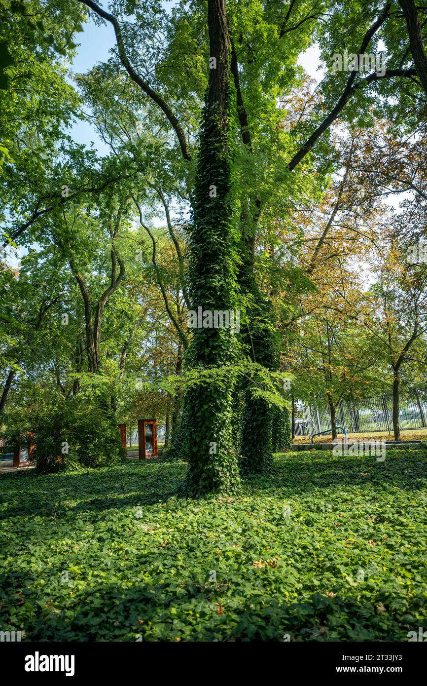 Natural park. Tree trunks overgrown by green ivy. Ivy covering whole ...