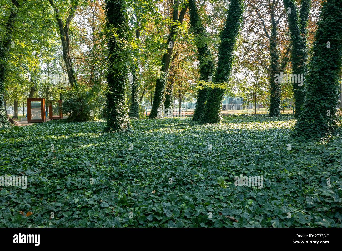 Natural park. Tree trunks overgrown by green ivy. Ivy covering whole ...