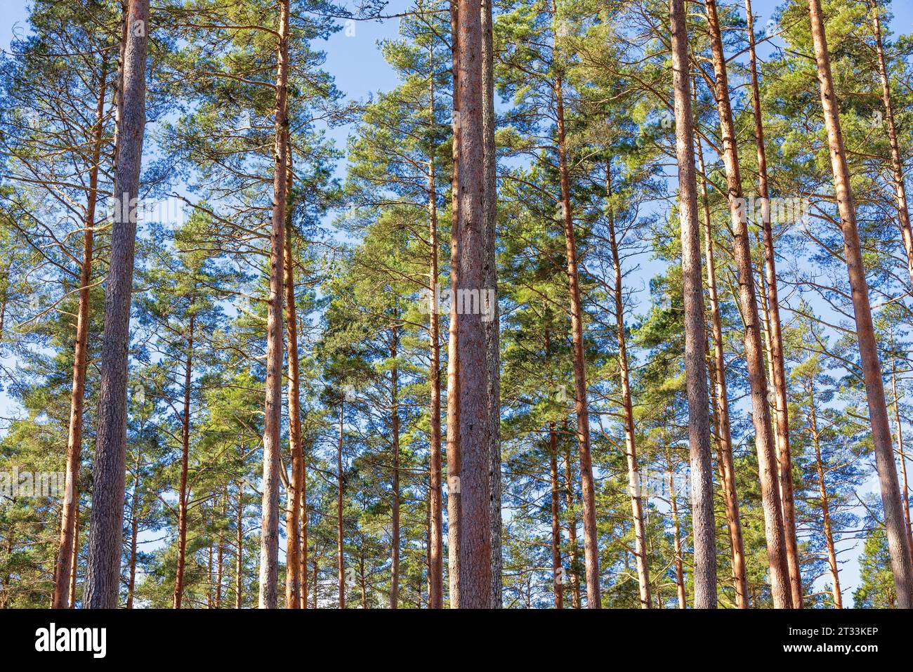 Beautiful pine forest against a blue sunny sky Stock Photo - Alamy