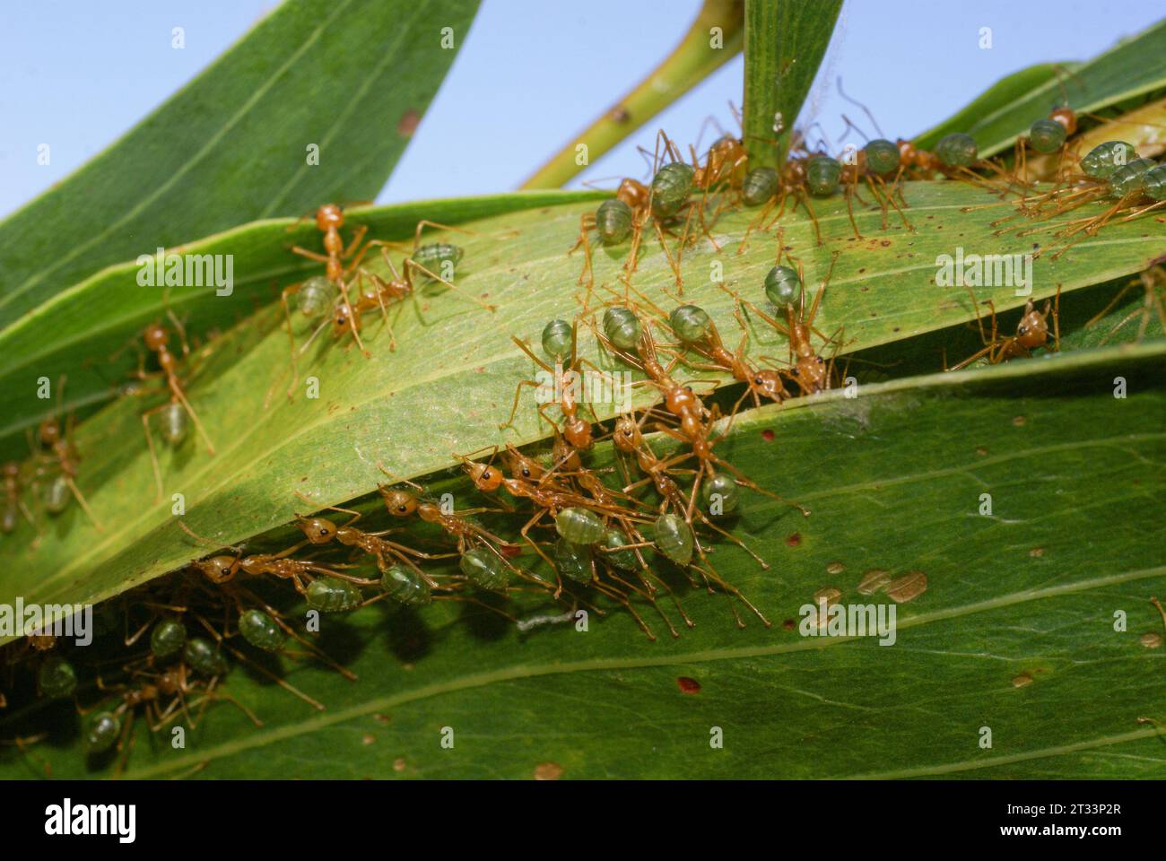 In teamwork Green Tree Ants (Oecophylla smaragdina) are building a nest ...