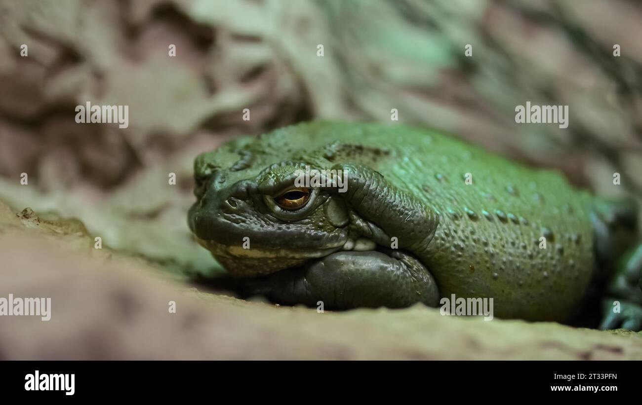 Large thick plump frogs rest quietly in zoo dry terrarium Stock Photo ...