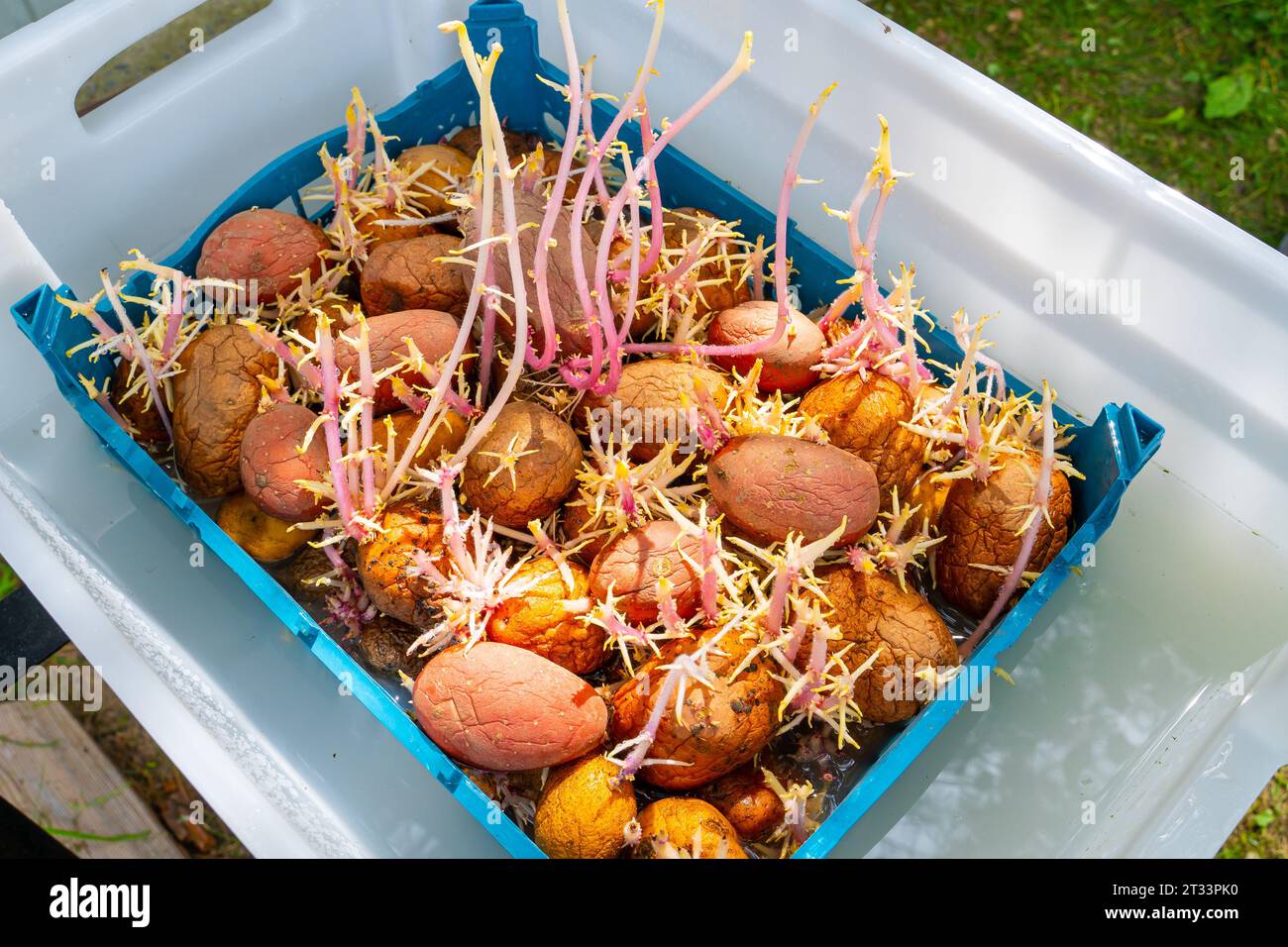 Sprouted potatoes are soaked in a disinfectant to protect against ...