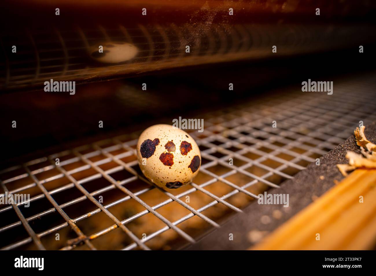 Egg collector hi-res stock photography and images - Alamy