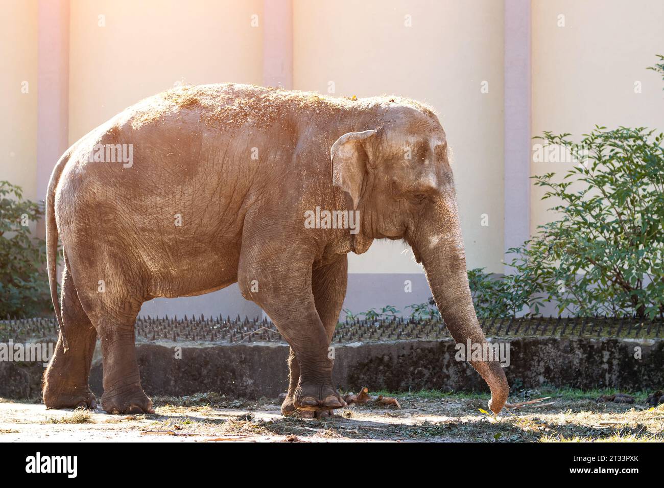 Massive elephant walks around zoo open-air cage waving trunk Stock ...