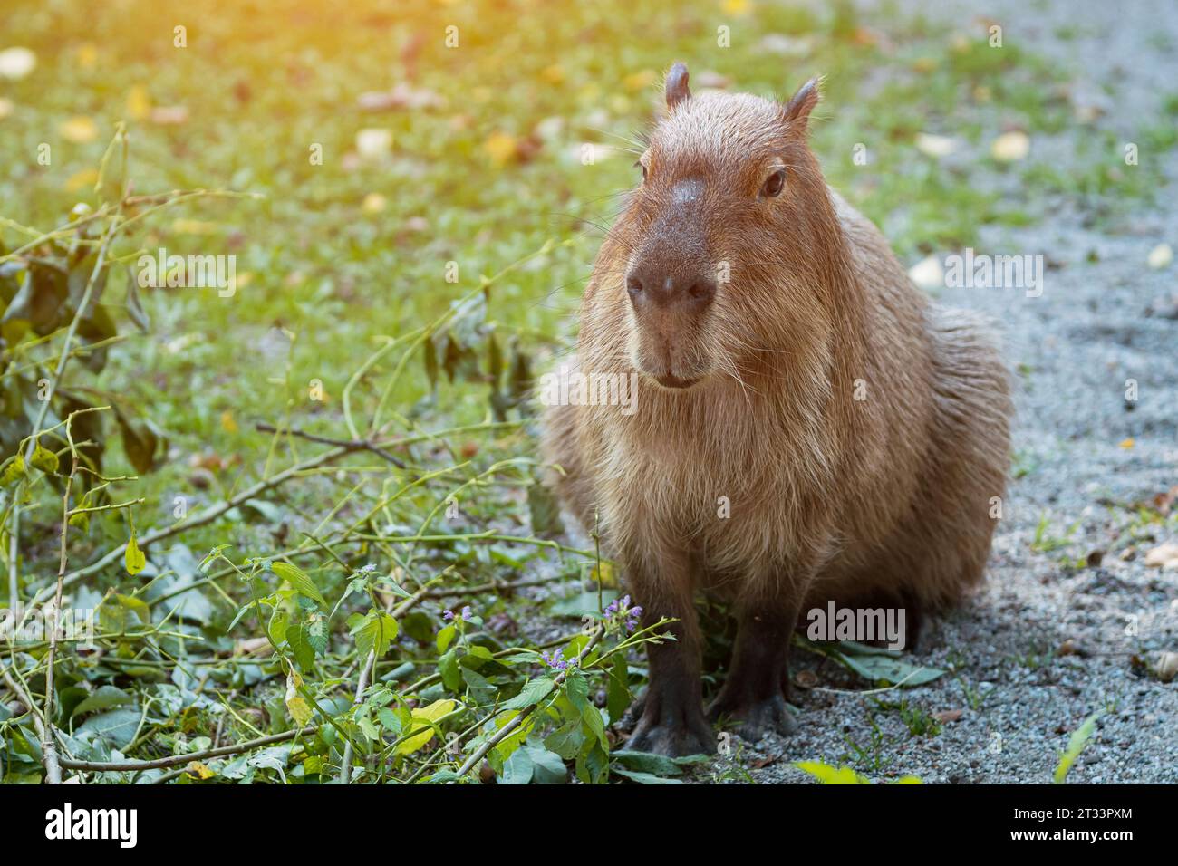 Hairy capybara sits on ground near grass lawn in zoo Stock Photo - Alamy