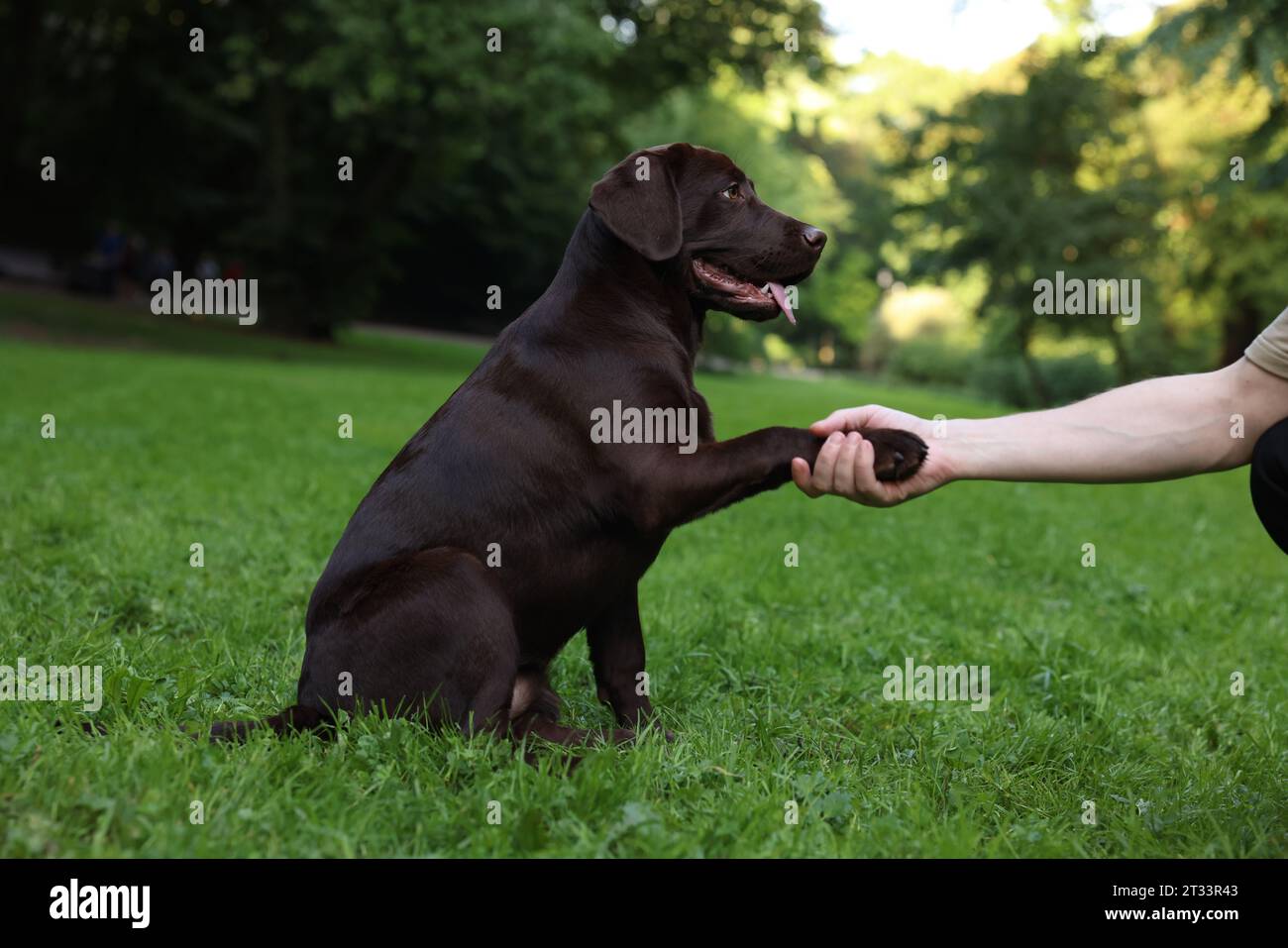 Adorable Labrador Retriever dog giving paw to man in park, closeup ...
