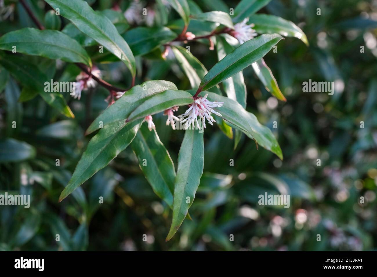 Sarcococca hookeriana hi-res stock photography and images - Alamy
