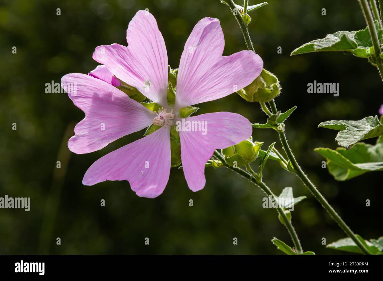 Flower close-up of Malva alcea greater musk, cut leaved, vervain or ...