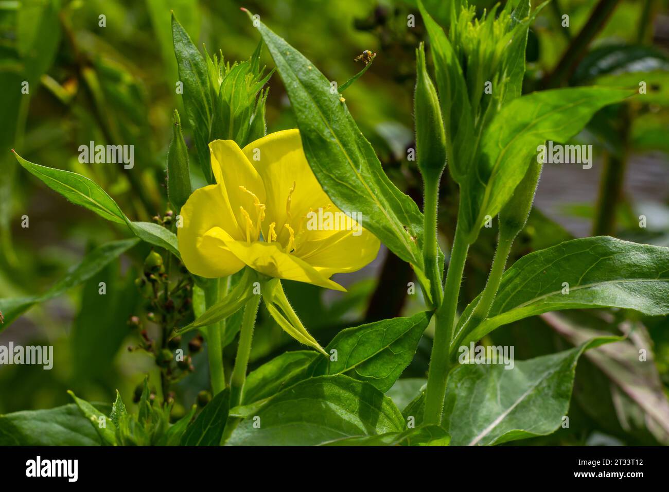 Yellow evening primrose Oenothera biennis, medicine plant for cosmetics ...
