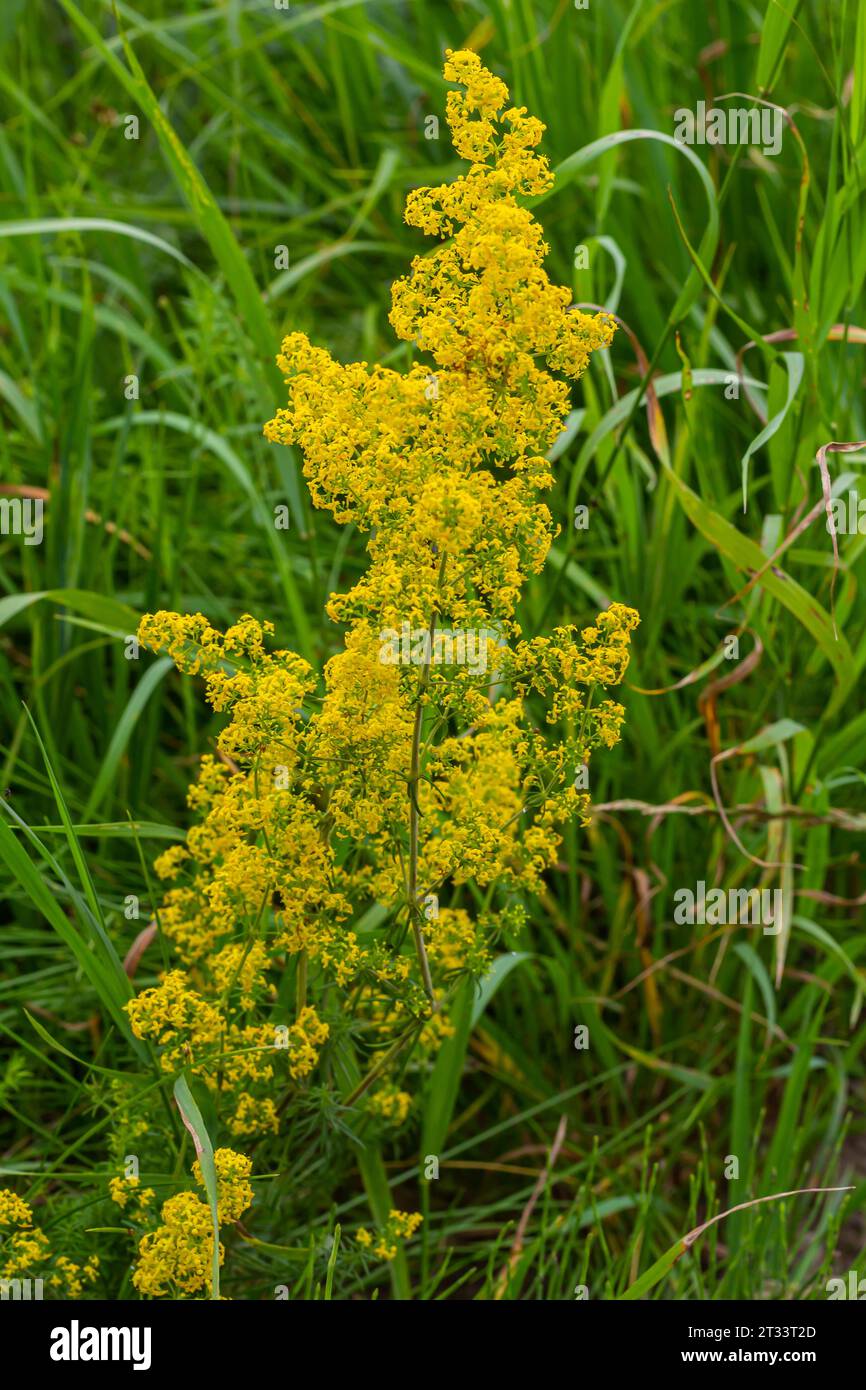 Galium verum, lady's bedstraw or yellow bedstraw low scrambling plant ...
