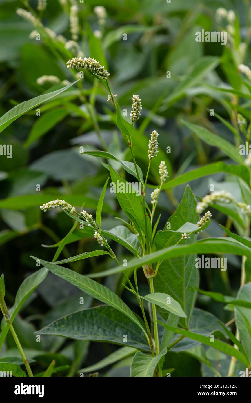 Weed Persicaria lapathifolia grows in a field among agricultural crops ...