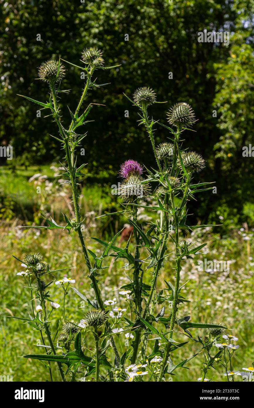 Vertical closeup on a colorful purple spear-thistle flower, Cirsium ...